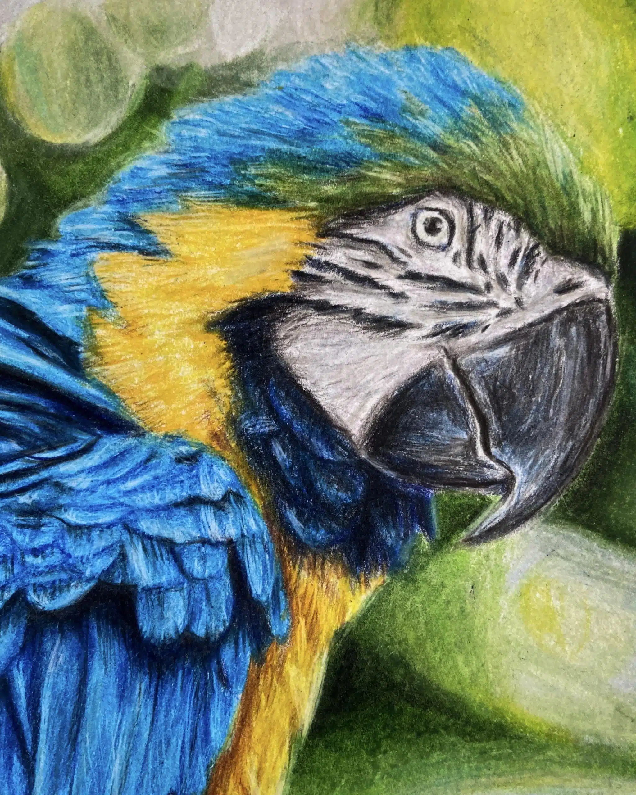 Macaw Drawing